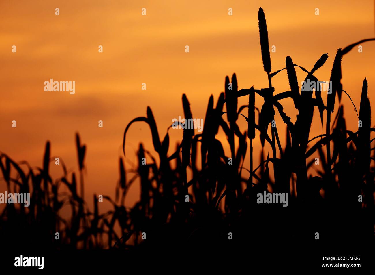 Crop plants hi-res stock photography and images - Alamy