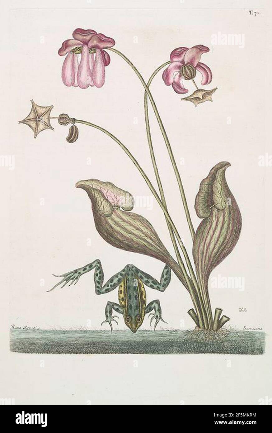 Rana Aquatica The Water Frog Mark Catesby 1754 Stock Photo - Alamy