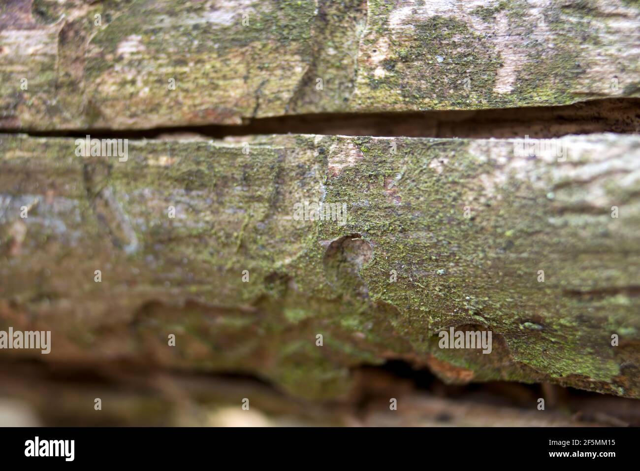 detail parts tree Stock Photo - Alamy
