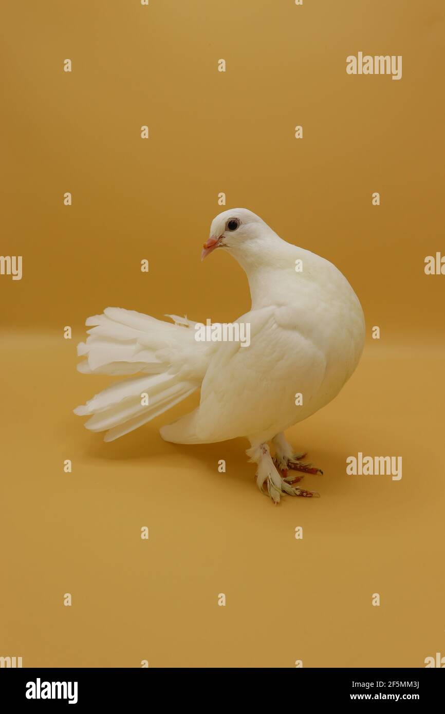 English Fantail pigeon, beautiful white pigeon isolated on orange ...