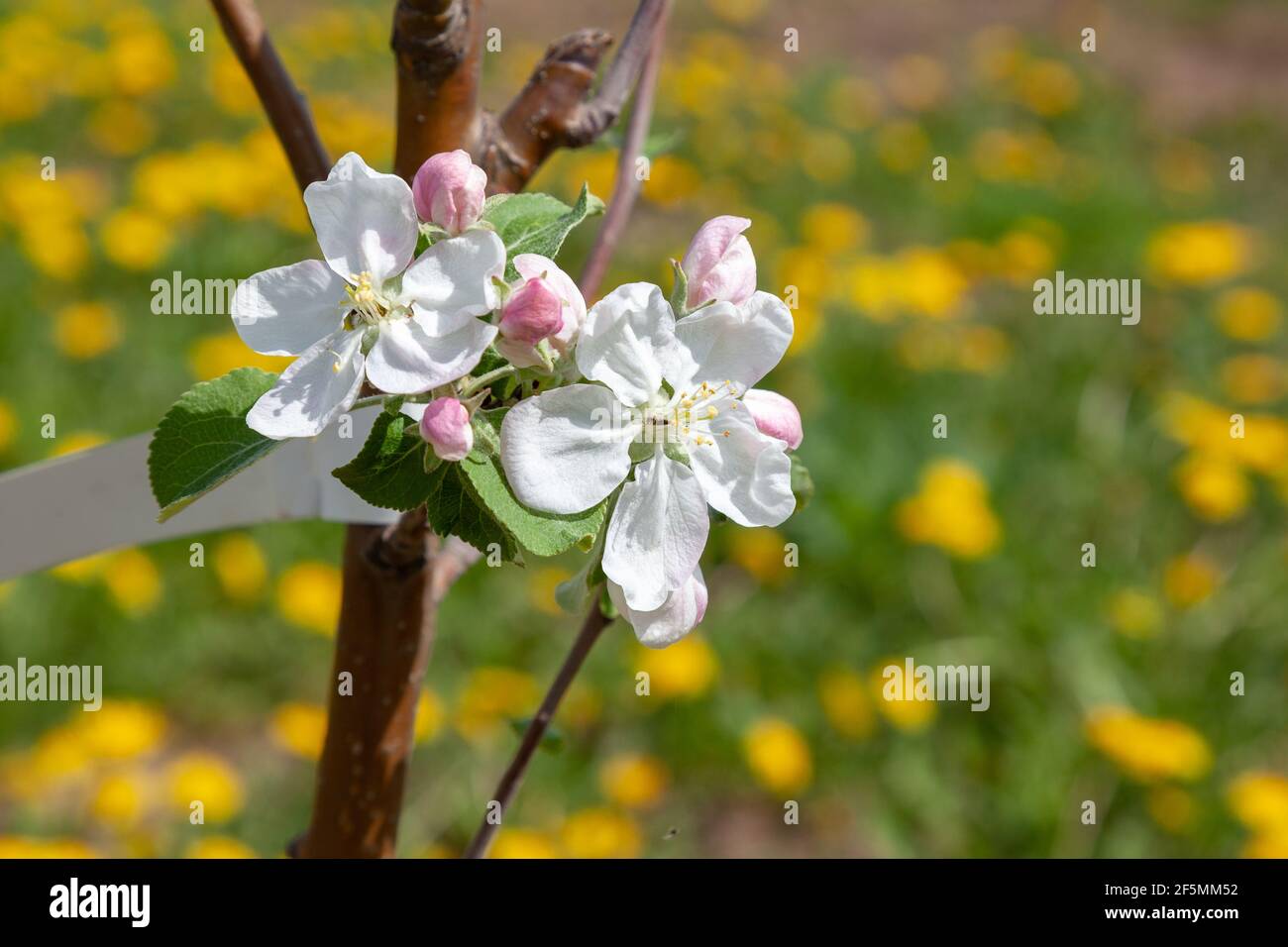 A young apple tree with large white flowers grows in the garden Stock ...