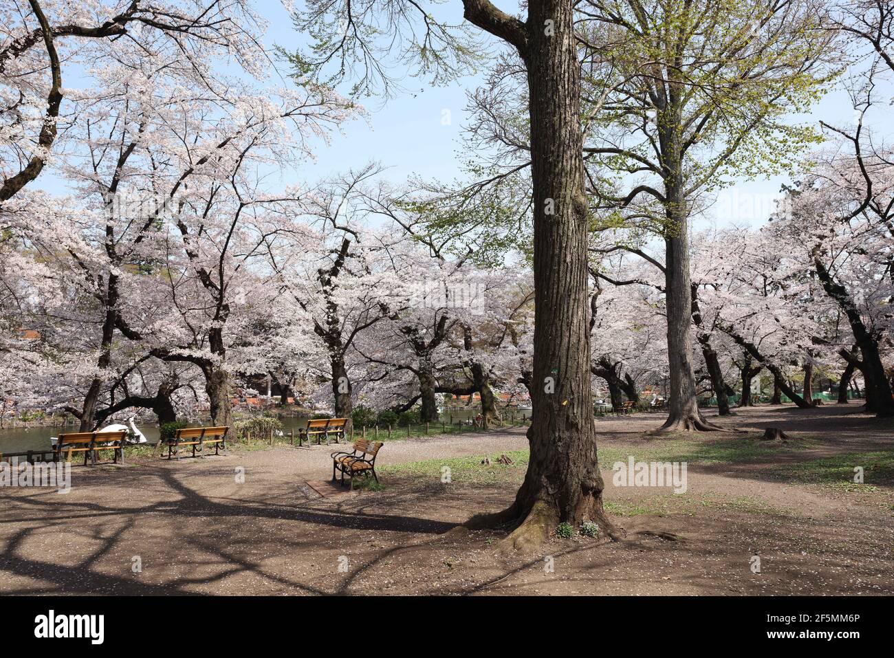 Empty seating and picnic area of Inokashira Park during Hanami season ...