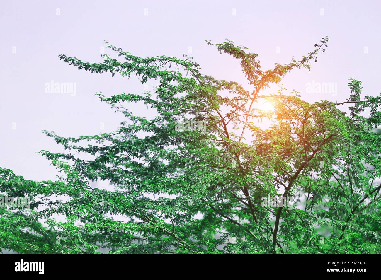 Non deciduous tree hi-res stock photography and images - Alamy