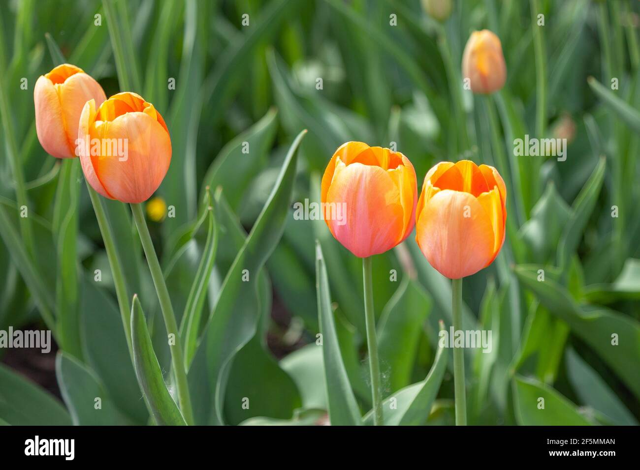 A group of large yellow-orange tulips growing in the garden Stock Photo ...