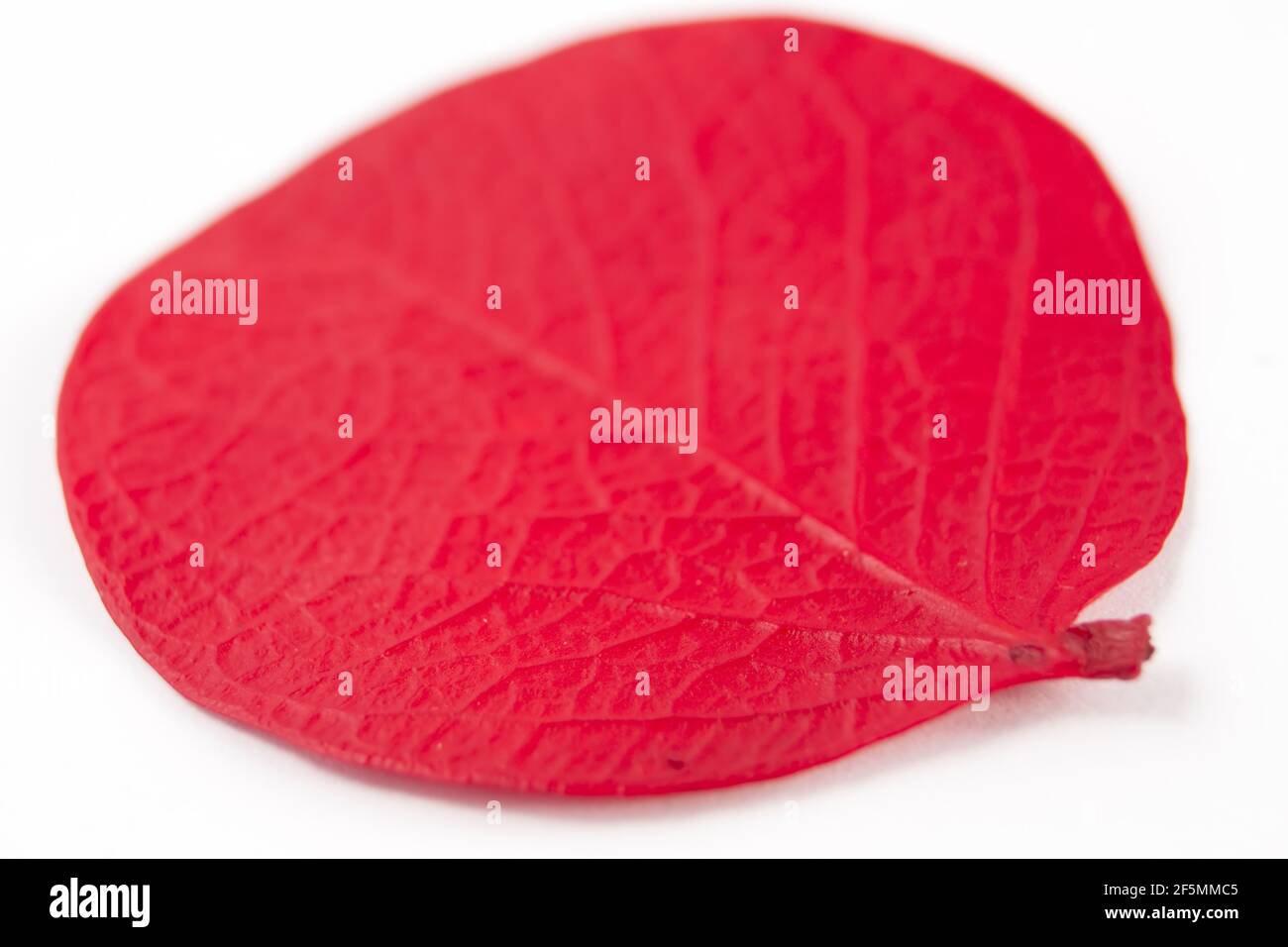 Foliole hi-res stock photography and images - Alamy