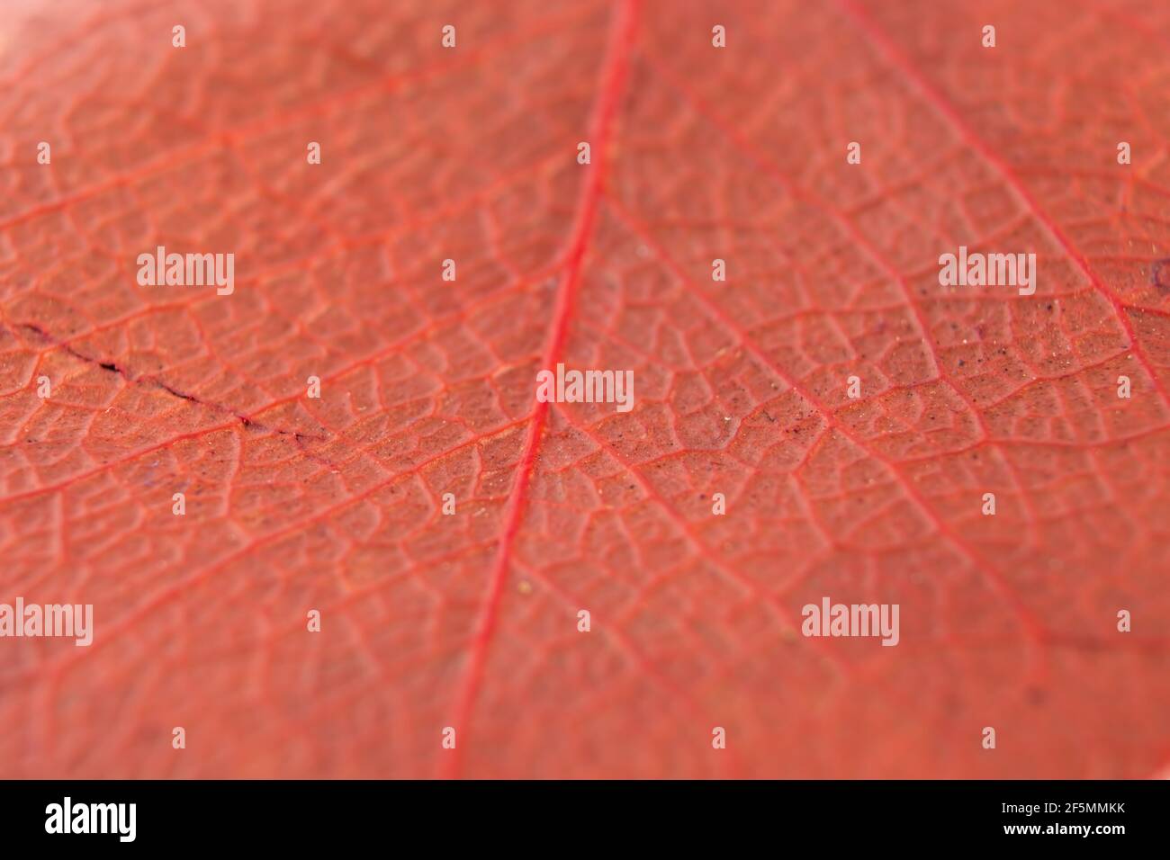 detail red foliole Stock Photo - Alamy
