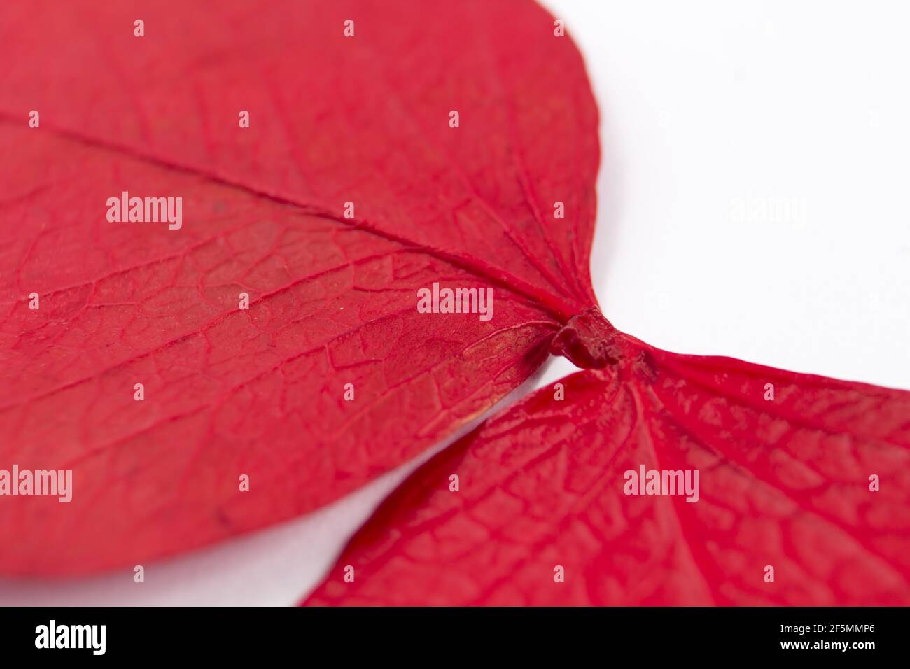 red foliole on white bacground Stock Photo - Alamy