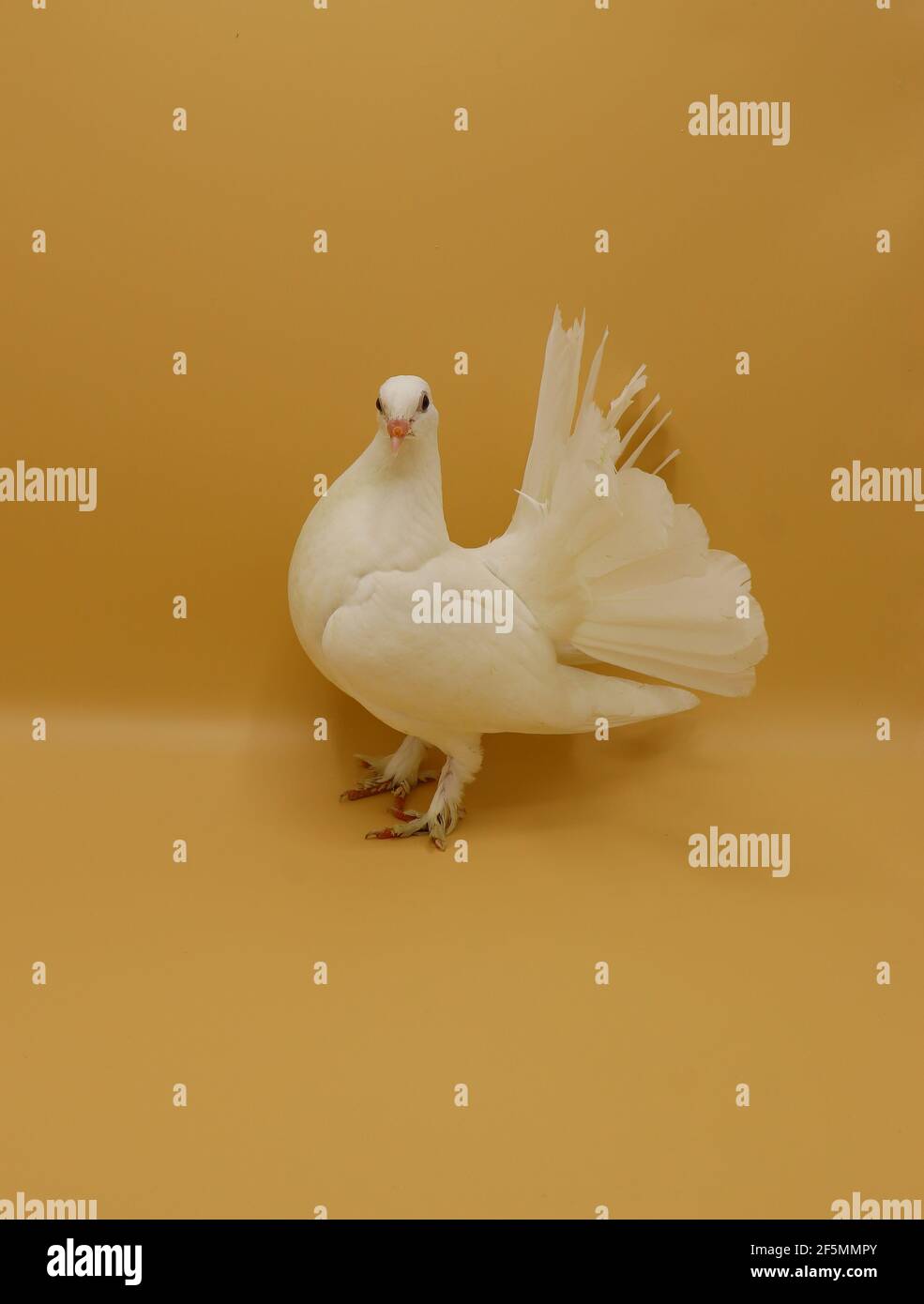 English Fantail pigeon, beautiful white pigeon isolated on orange ...