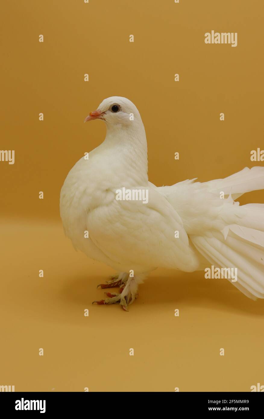 English Fantail pigeon, beautiful white pigeon isolated on orange ...