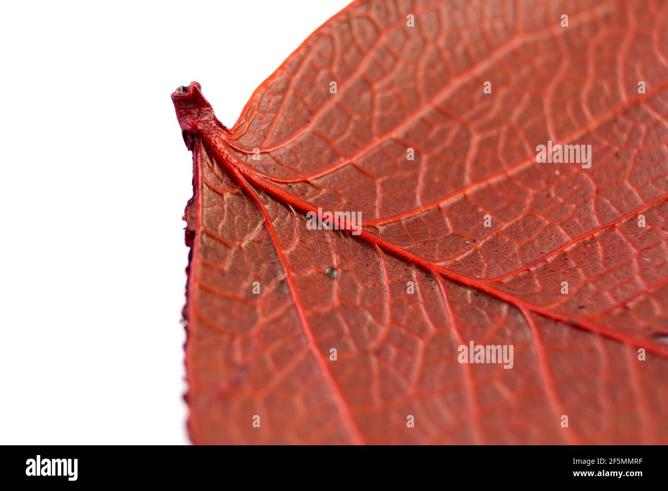 brown foliole on white background Stock Photo - Alamy