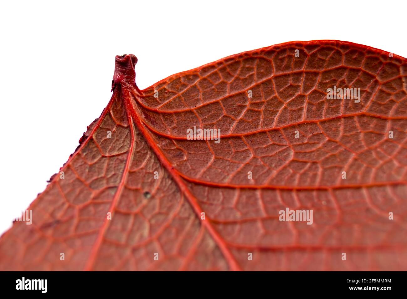 brown foliole on white background Stock Photo - Alamy