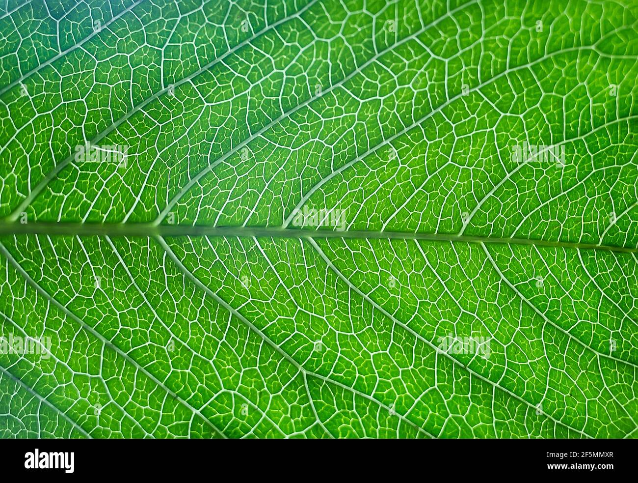 Streaks of color in leaf hi-res stock photography and images - Alamy
