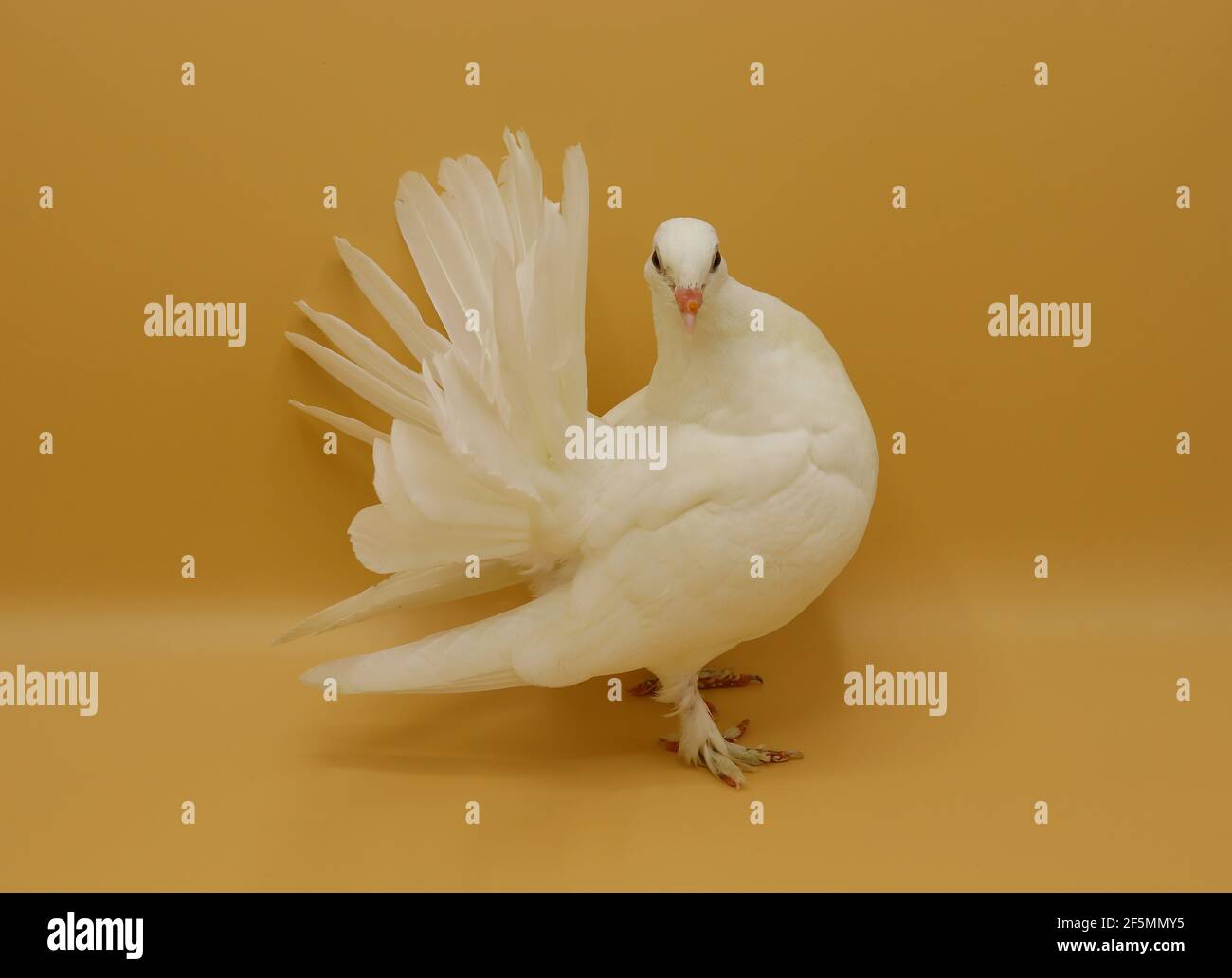 English Fantail pigeon, beautiful white pigeon isolated on orange ...