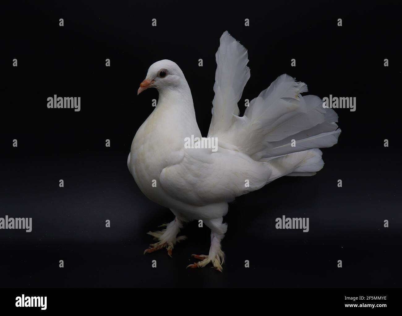 English Fantail pigeon, beautiful white pigeon isolated on black ...