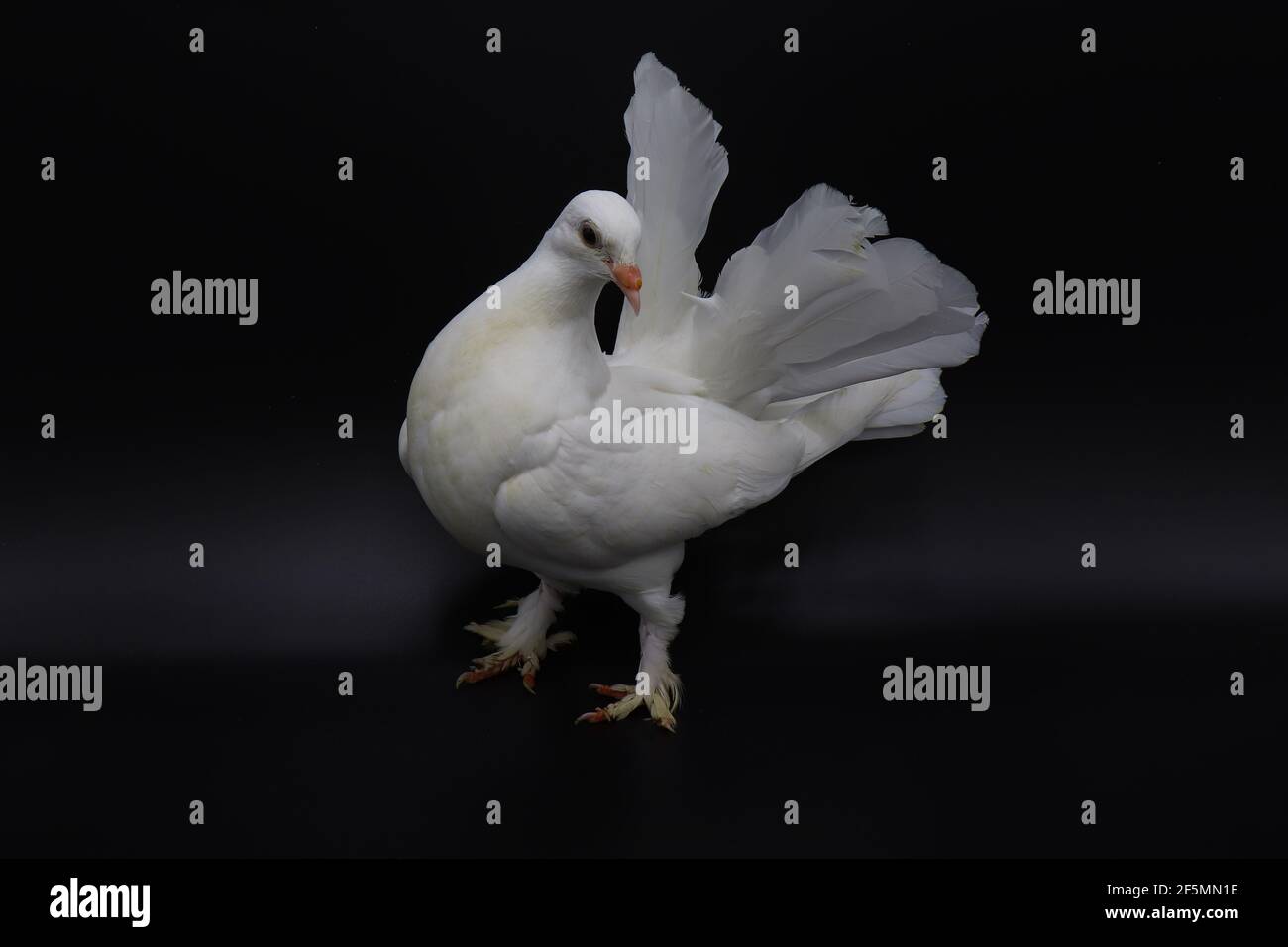English Fantail pigeon, beautiful white pigeon isolated on black ...