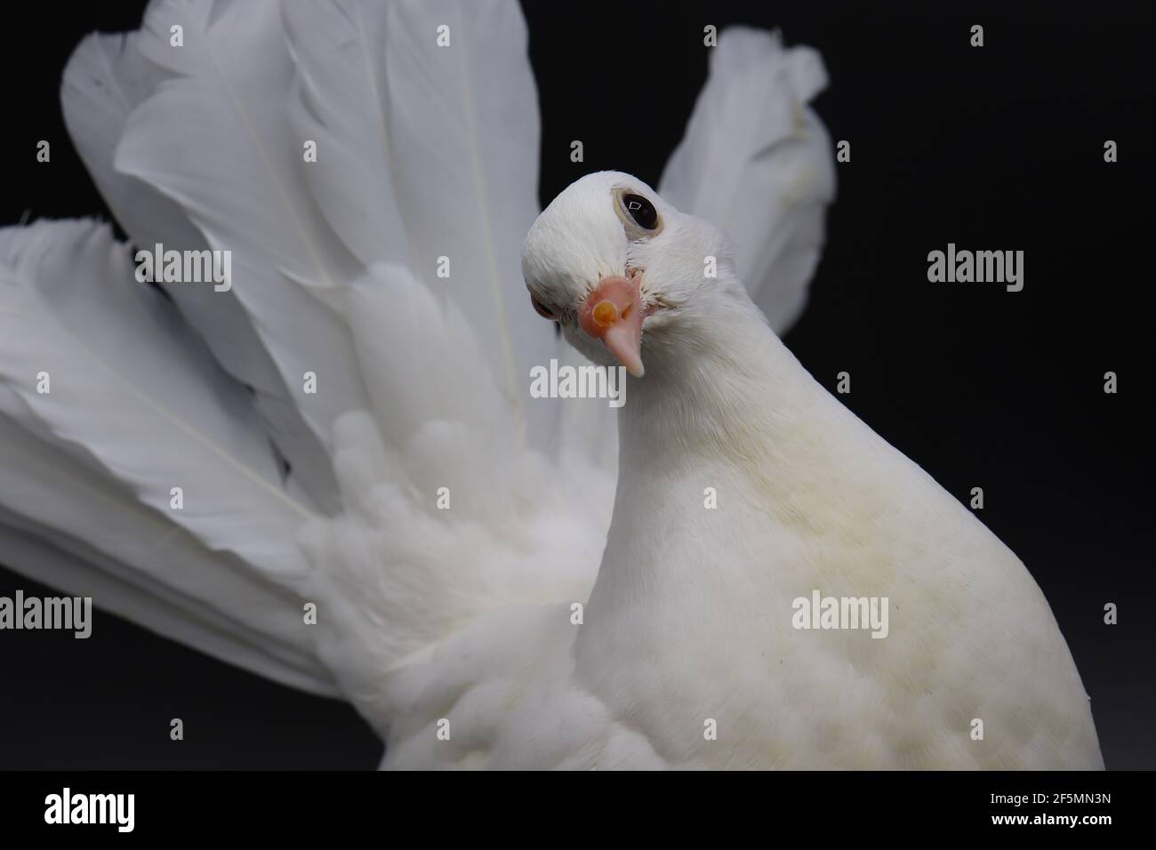 English Fantail pigeon, beautiful white pigeon isolated on black ...