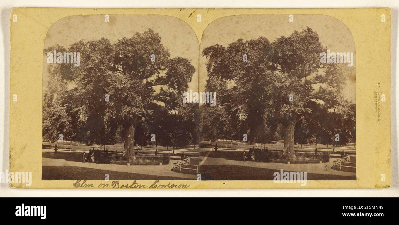 Elm on Boston Common. Deloss Barnum (American, 1825 - 1873 Stock Photo ...