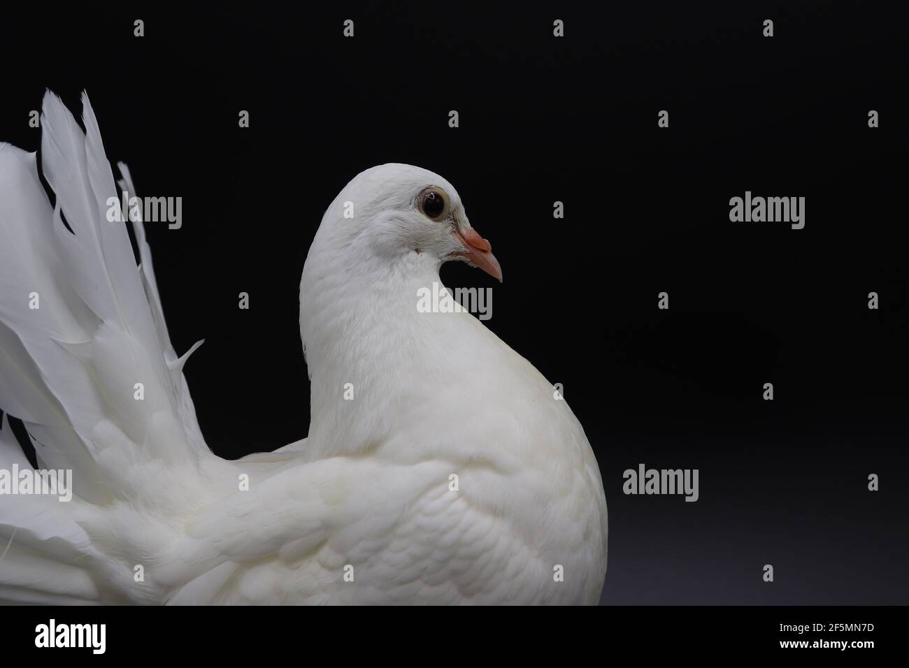 English Fantail pigeon, beautiful white pigeon isolated on black ...