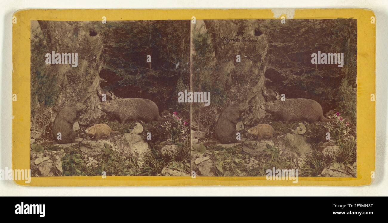 Class I, Order IV, Rodentia. Family Arctomidae. The Woodchuck ...