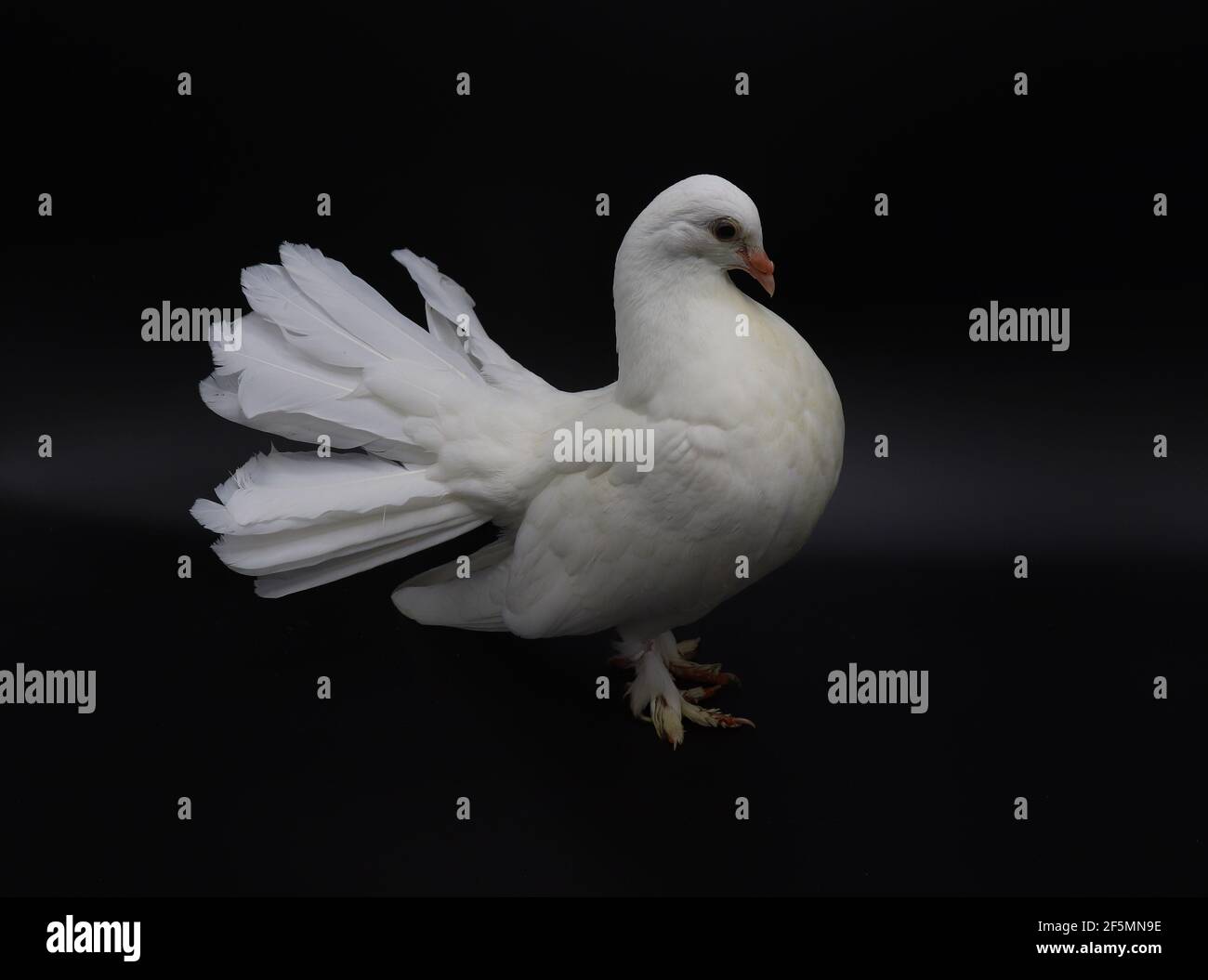 English Fantail pigeon, beautiful white pigeon isolated on black ...