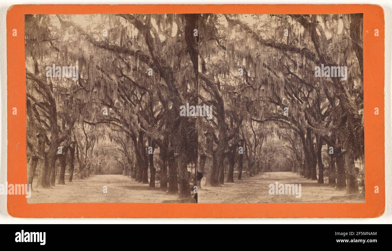 Bonaventure, Savannah, Georgia, One of the original roads in ...