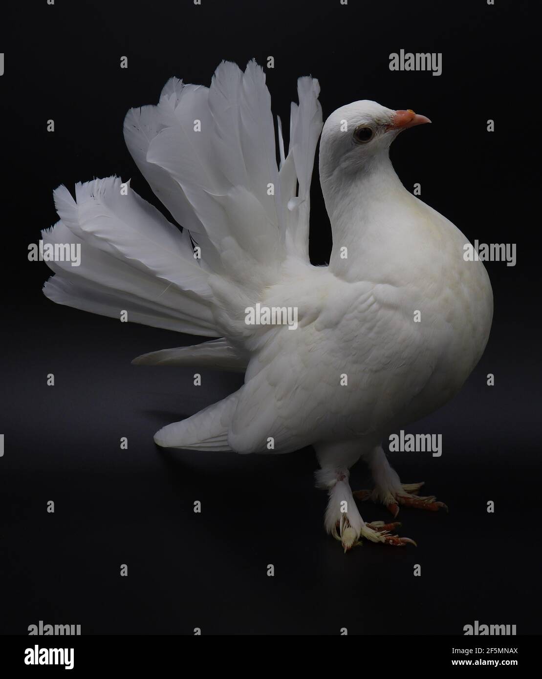 English Fantail pigeon, beautiful white pigeon isolated on black ...