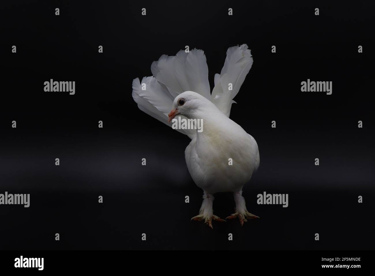 English Fantail pigeon, beautiful white pigeon isolated on black ...
