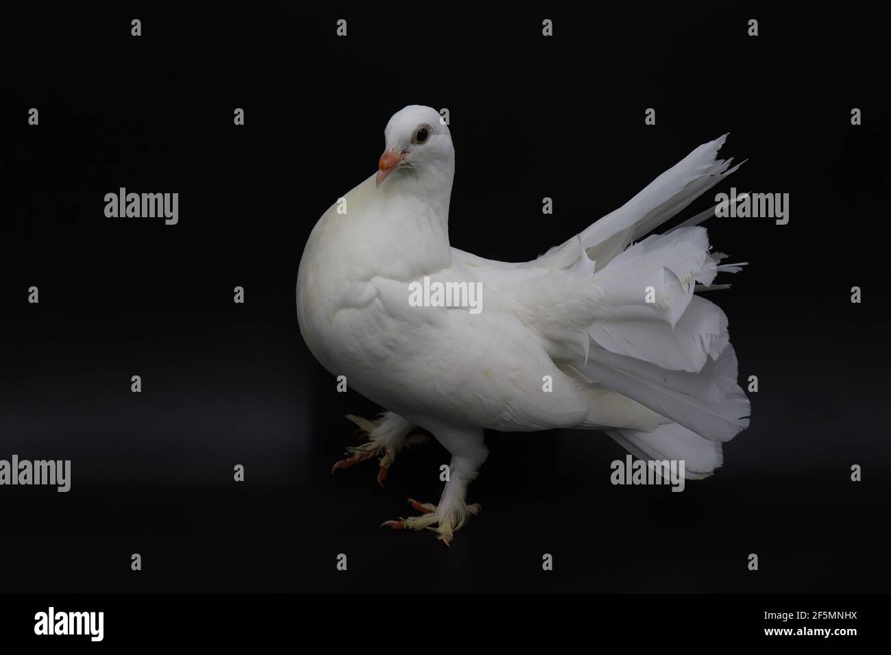 English Fantail pigeon, beautiful white pigeon isolated on black ...