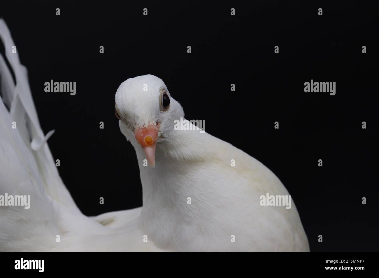 English Fantail pigeon, beautiful white pigeon isolated on black ...