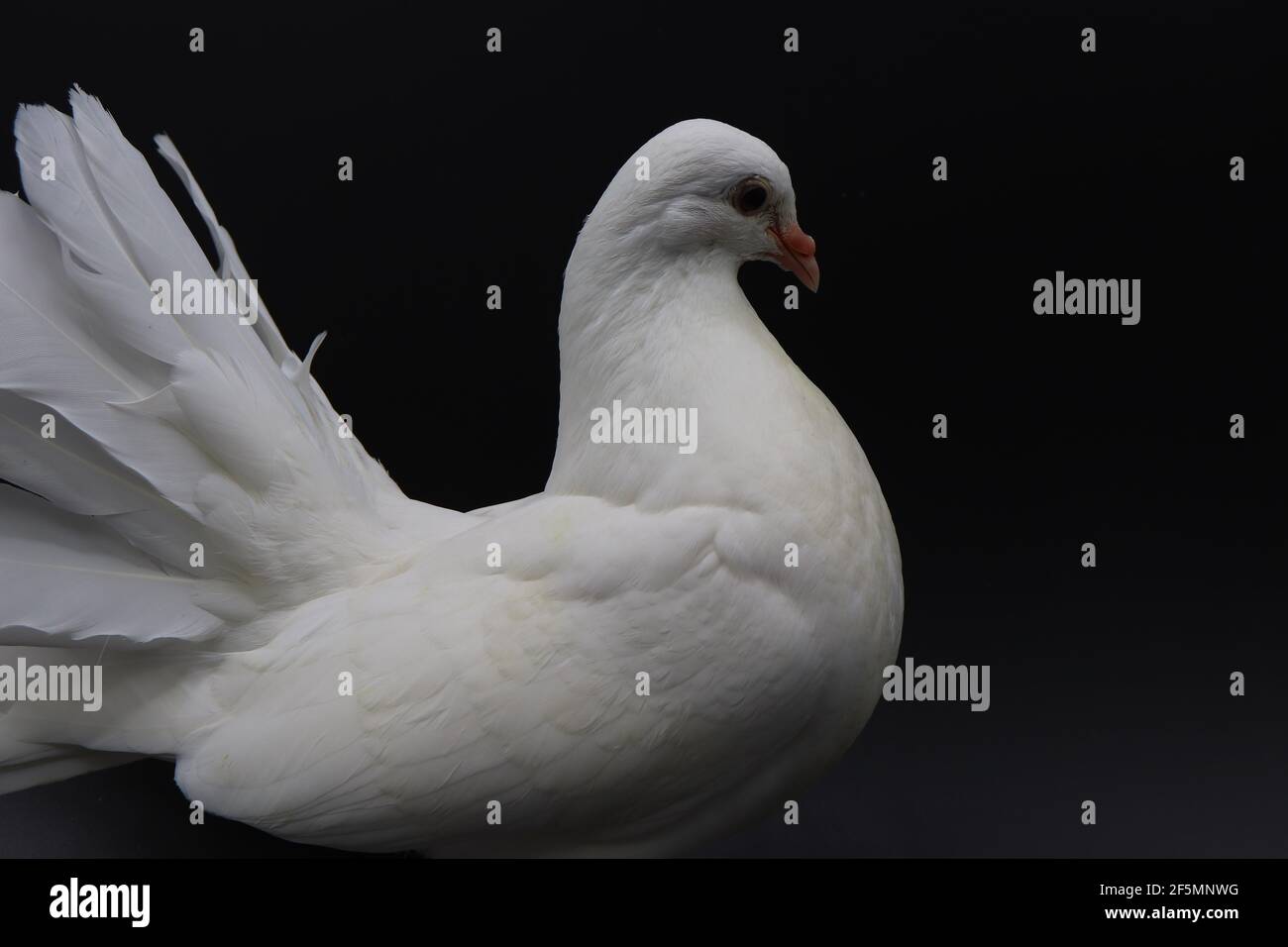 English Fantail pigeon, beautiful white pigeon isolated on black ...