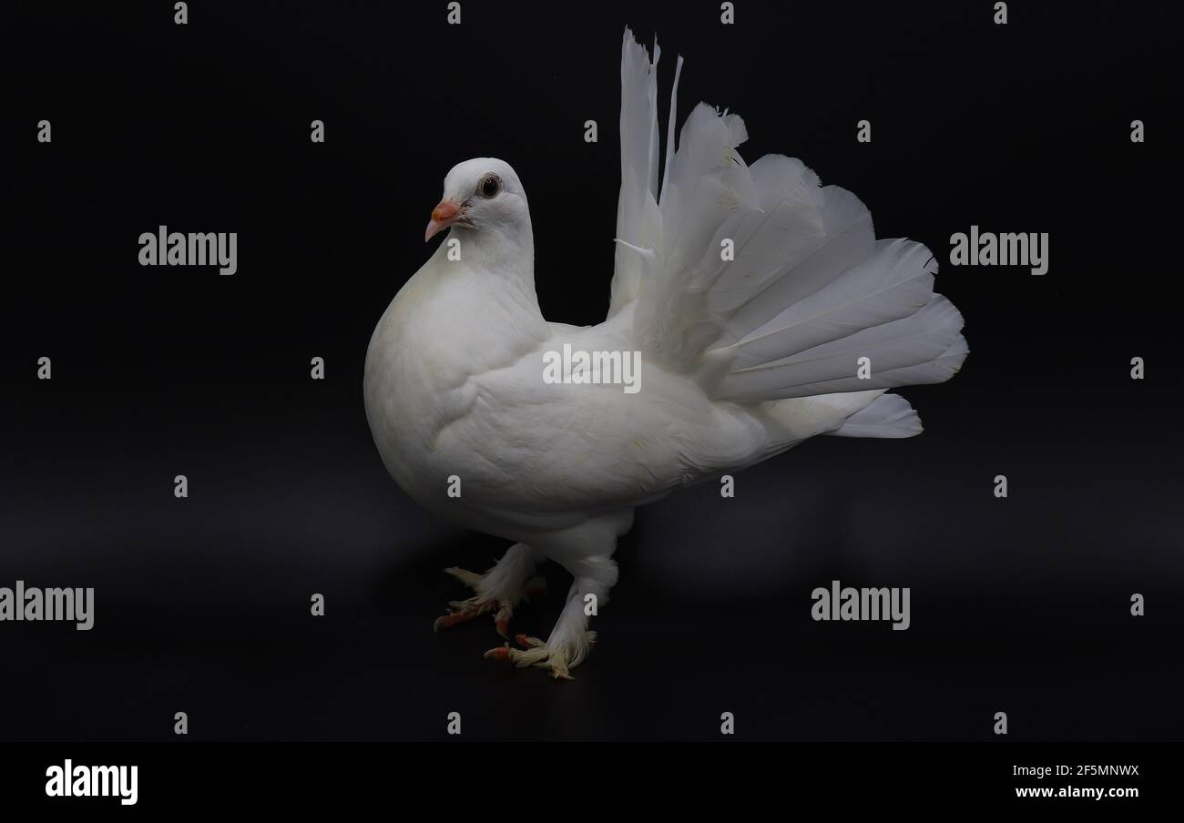 English Fantail pigeon, beautiful white pigeon isolated on black ...