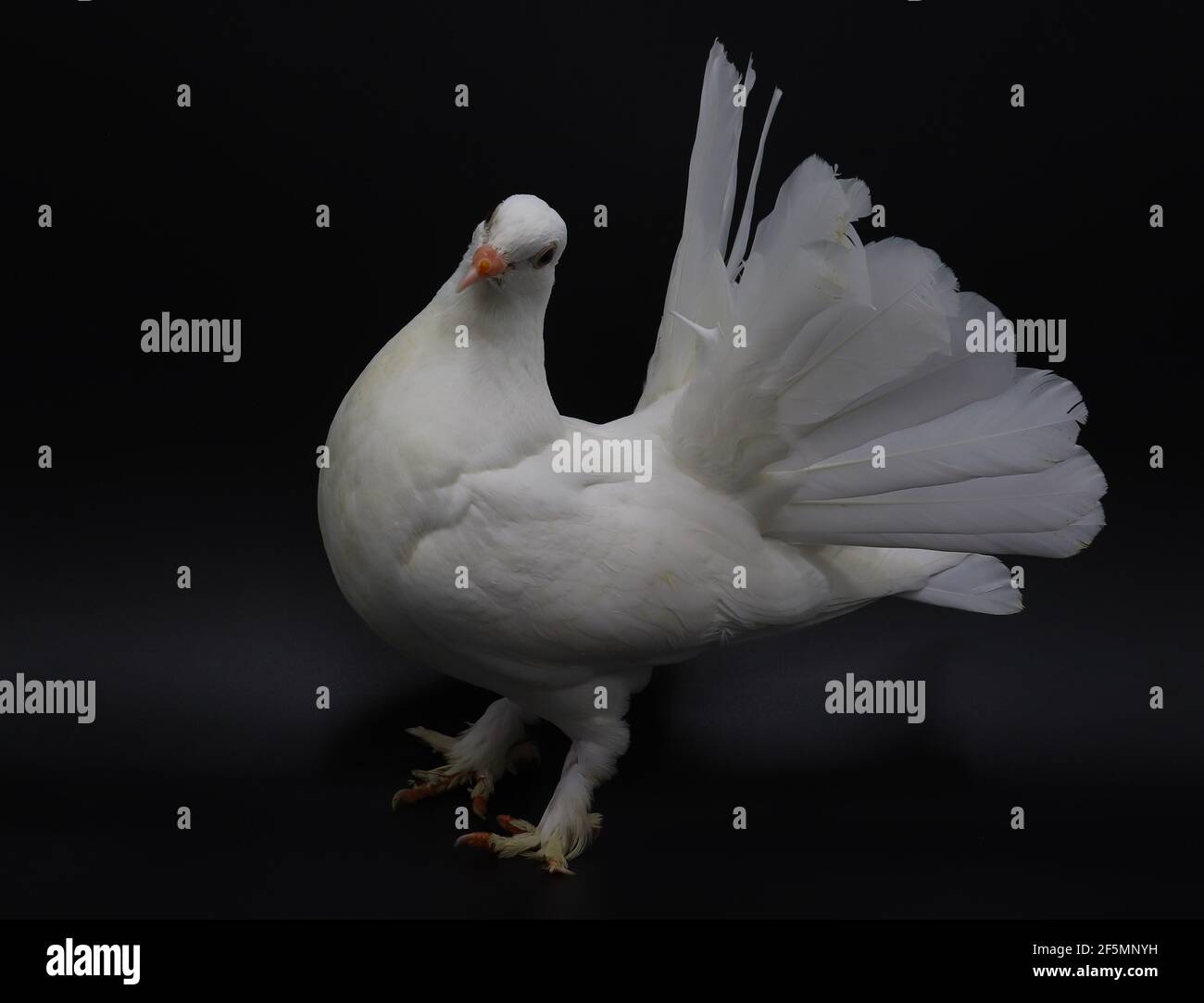 English Fantail pigeon, beautiful white pigeon isolated on black ...