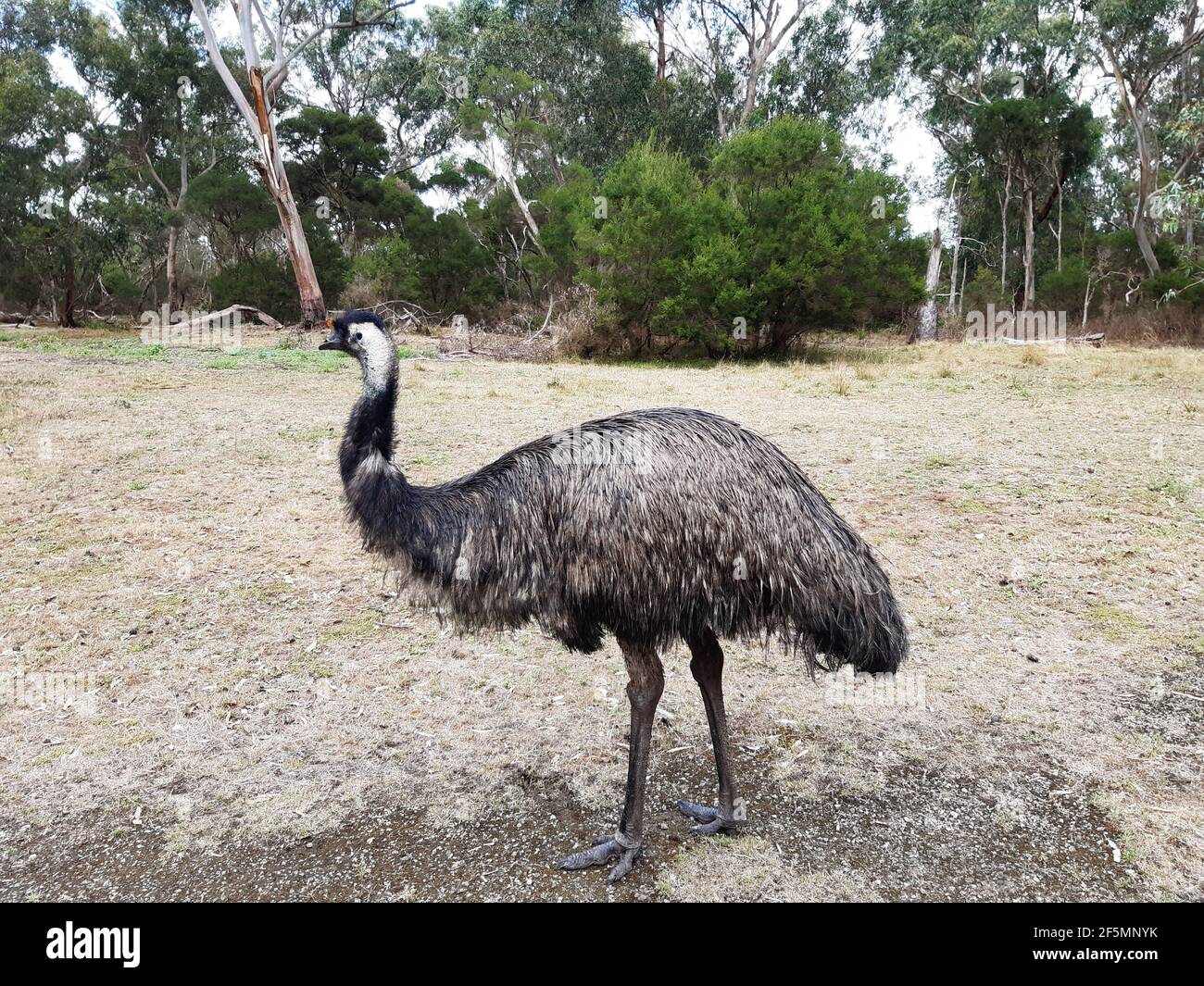 EMU in the wild Stock Photo - Alamy