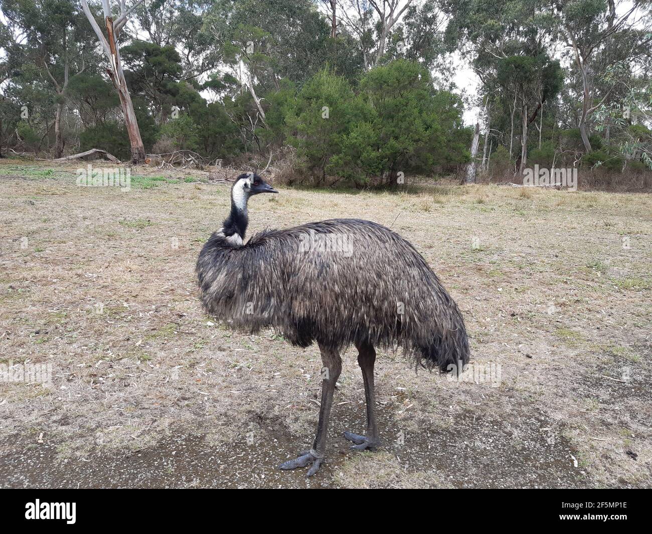 EMU in the wild Stock Photo - Alamy
