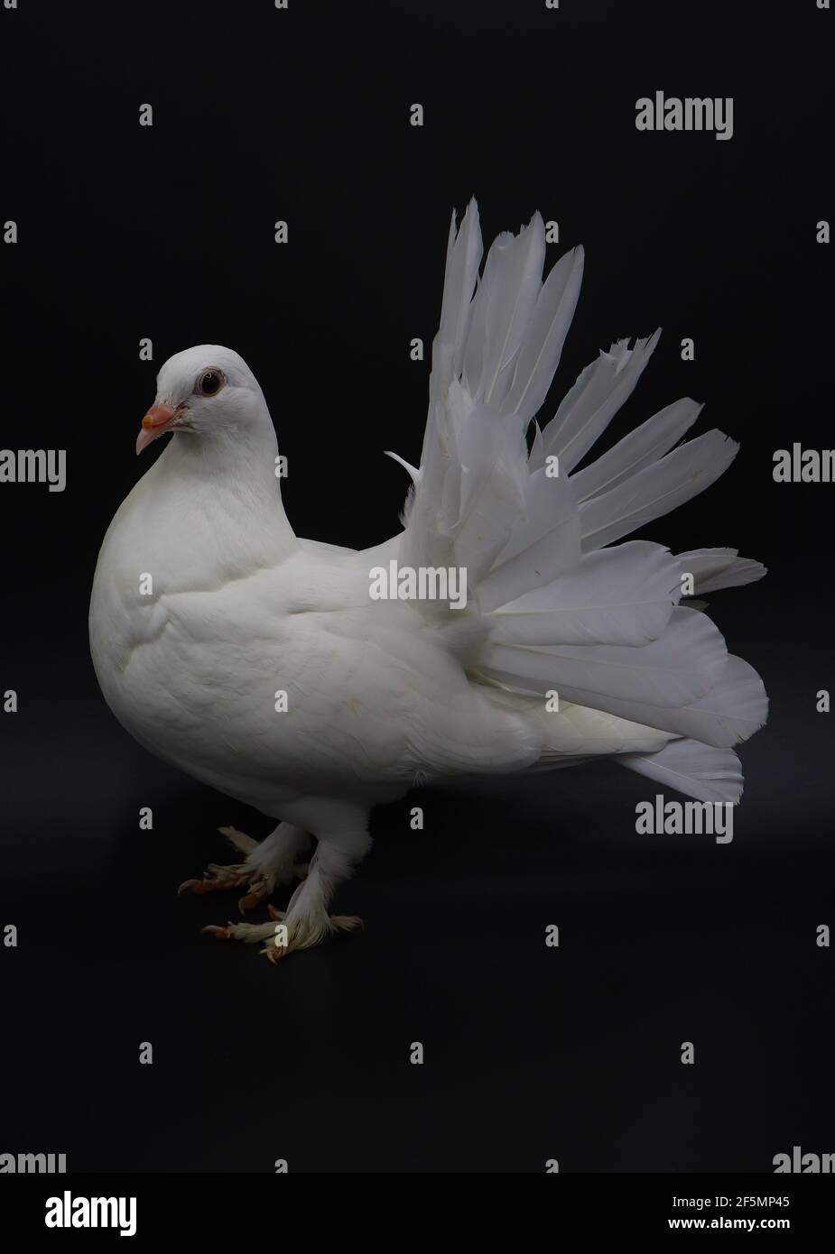English Fantail pigeon, beautiful white pigeon isolated on black ...