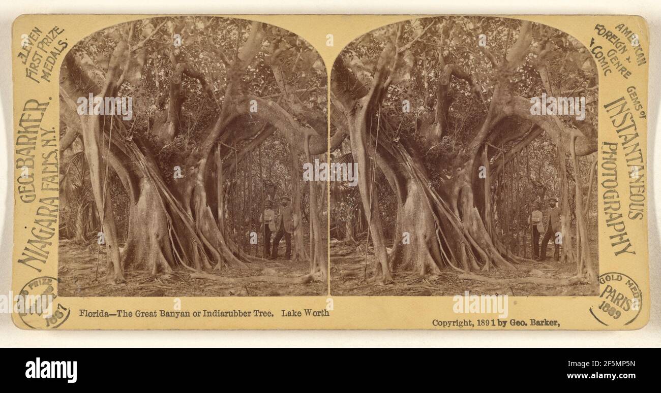 Florida - The Great Banyan or Indiarubber sic Tree. Lake Worth.. George ...