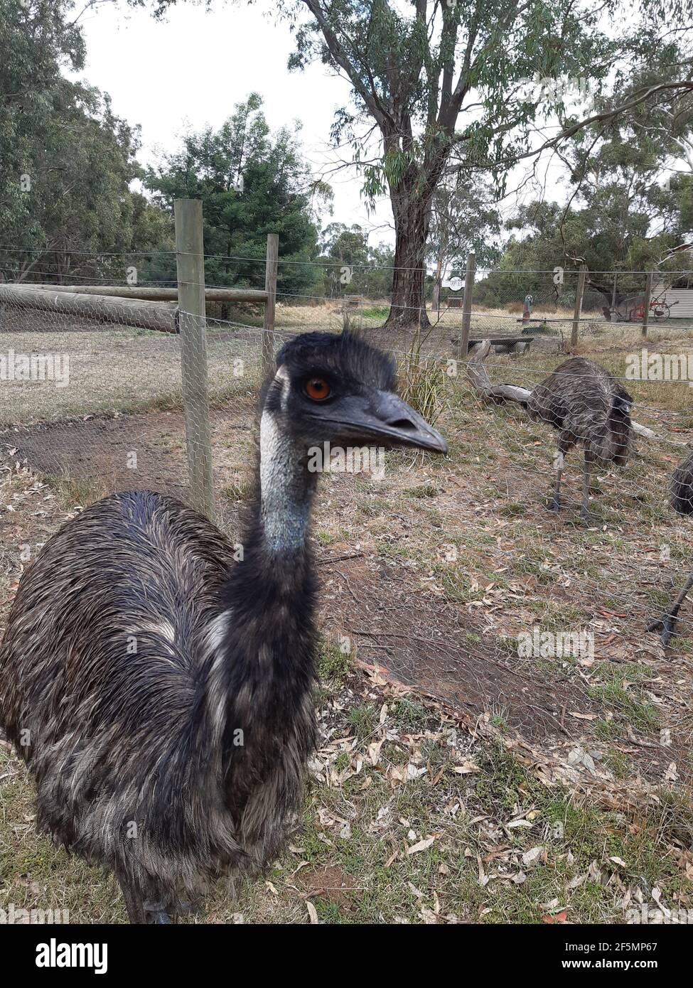 EMU in the wild Stock Photo - Alamy