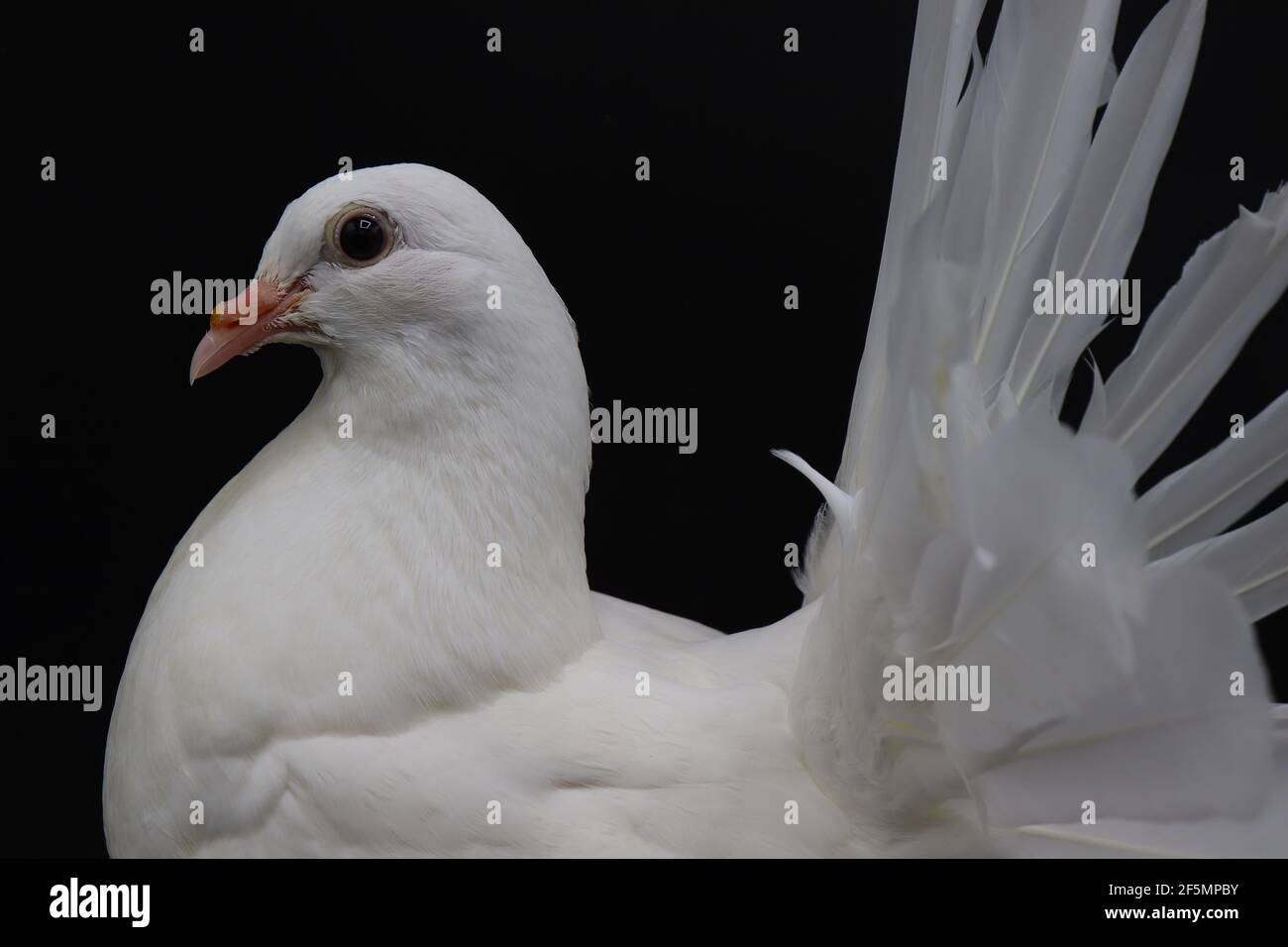 English Fantail pigeon, beautiful white pigeon isolated on black ...