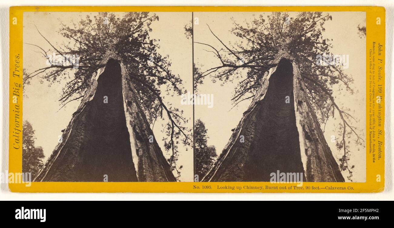 Looking up Chimney, Burnt out of Tree, 90 feet. - Calaveras Co.. John P ...