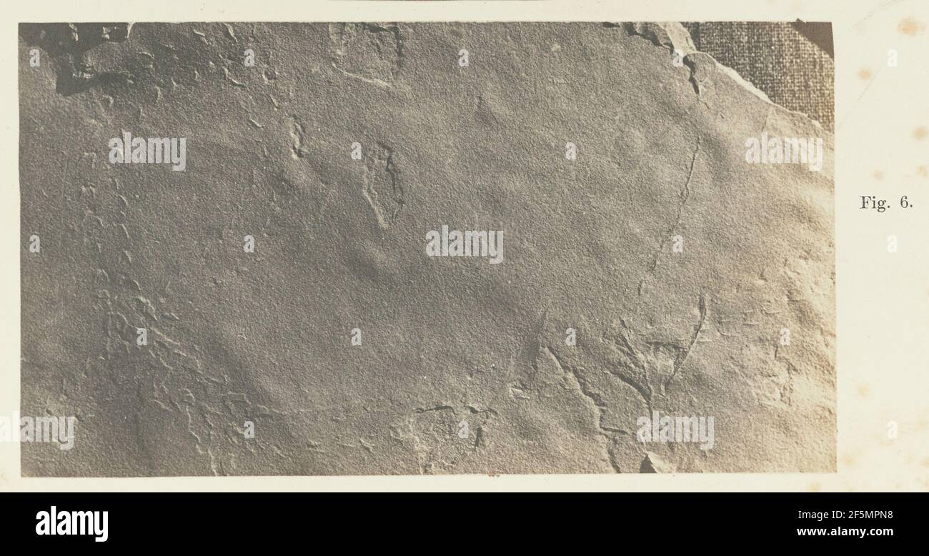 Plate 41. Figure 6. Unknown Stock Photo - Alamy