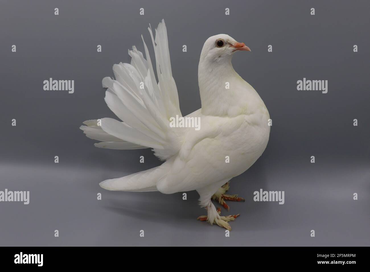 English Fantail pigeon, beautiful white pigeon isolated on grey ...