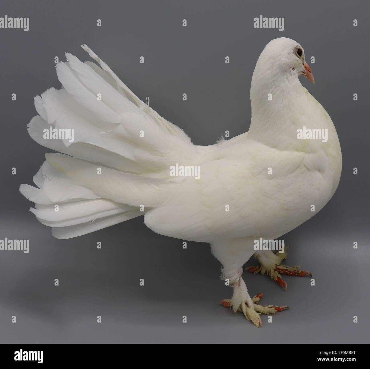 English Fantail Pigeon