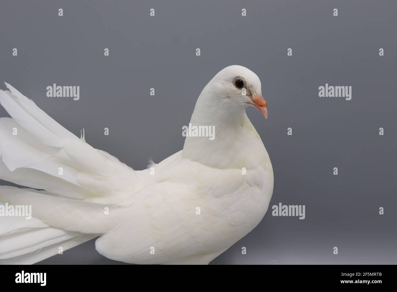 English Fantail pigeon, beautiful white pigeon isolated on grey ...