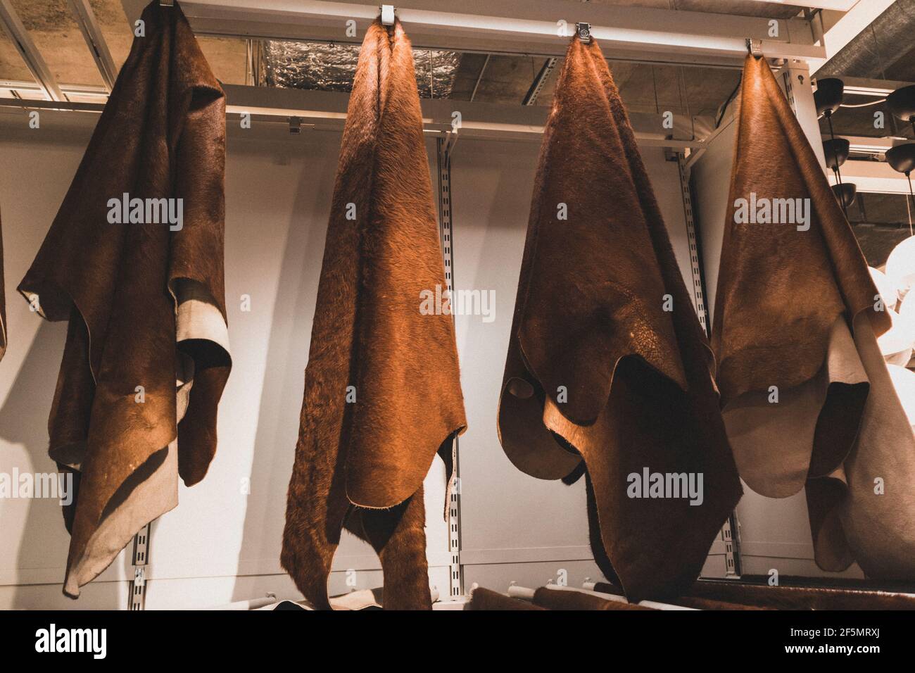 cow skins dressing farm animal sale growing making clothes market ...