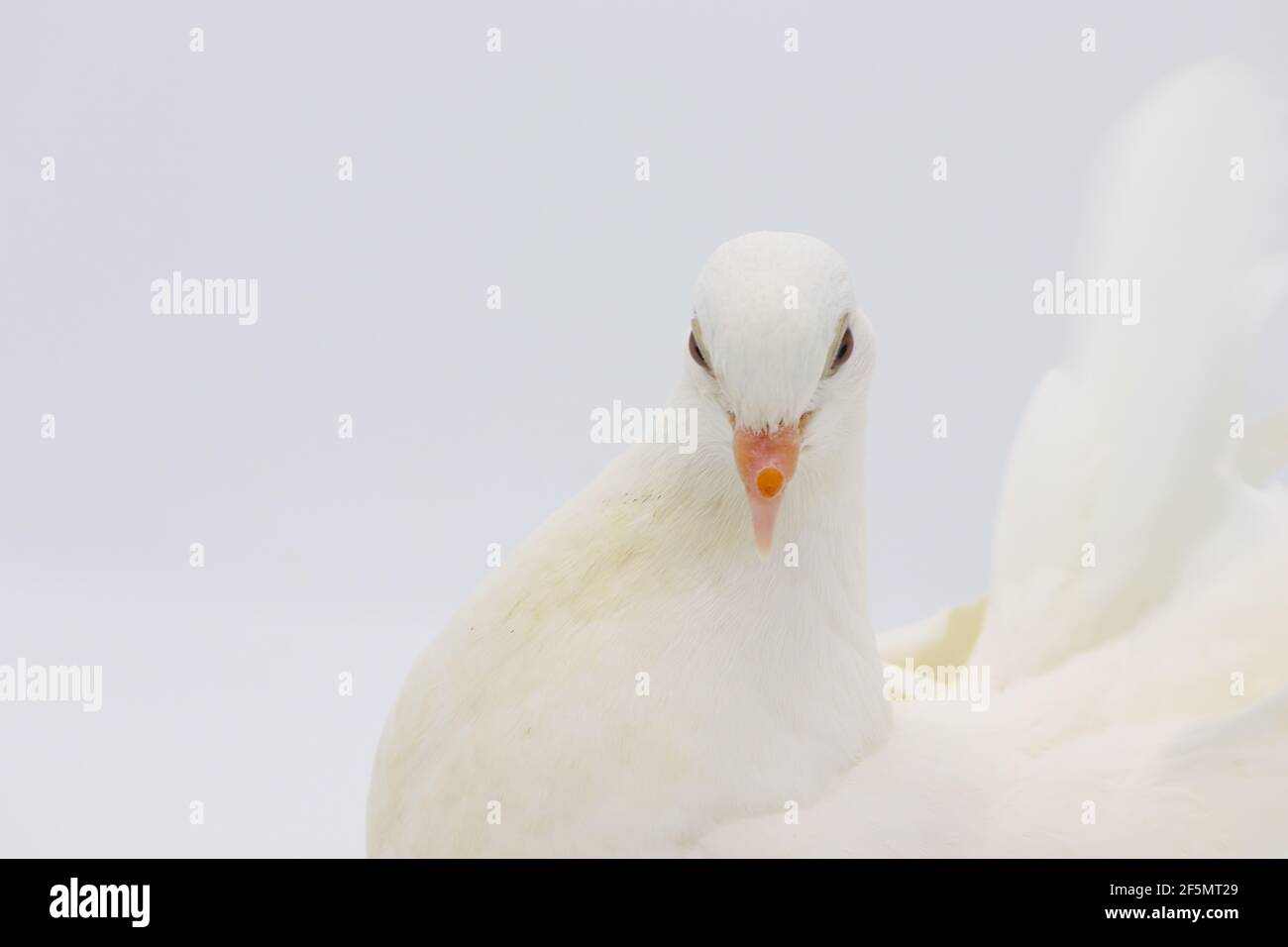 English Fantail pigeon, beautiful white pigeon isolated on white ...