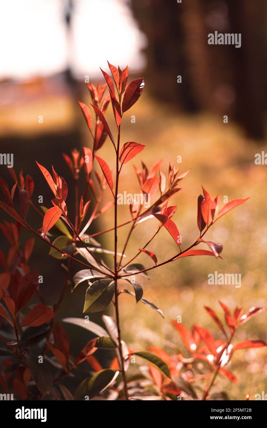 The plant called the fire bush that can turn into red colors in Turkey ...