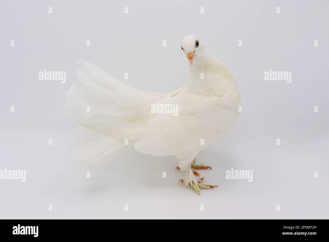 English Fantail pigeon, beautiful white pigeon isolated on white ...