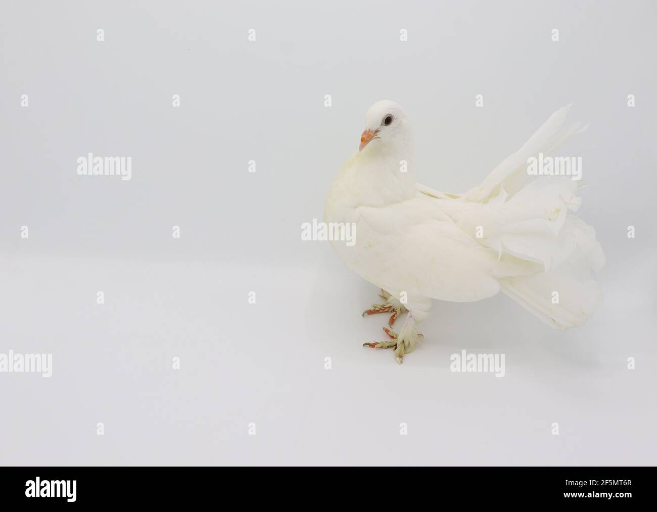 English Fantail pigeon, beautiful white pigeon isolated on white ...