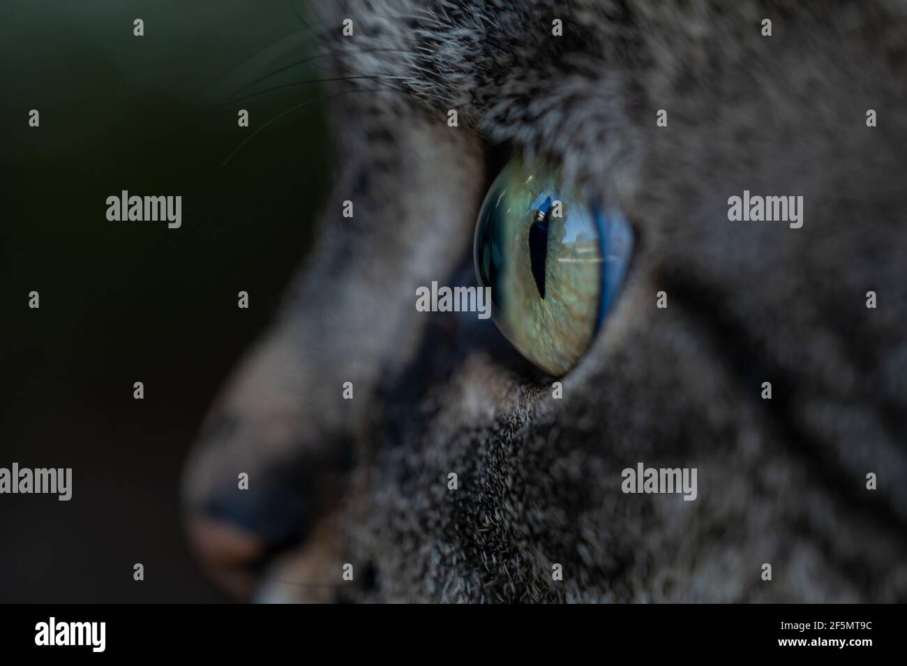 Close up of a cat face. Tabby cat. Felis catus. Side view. Detail ...