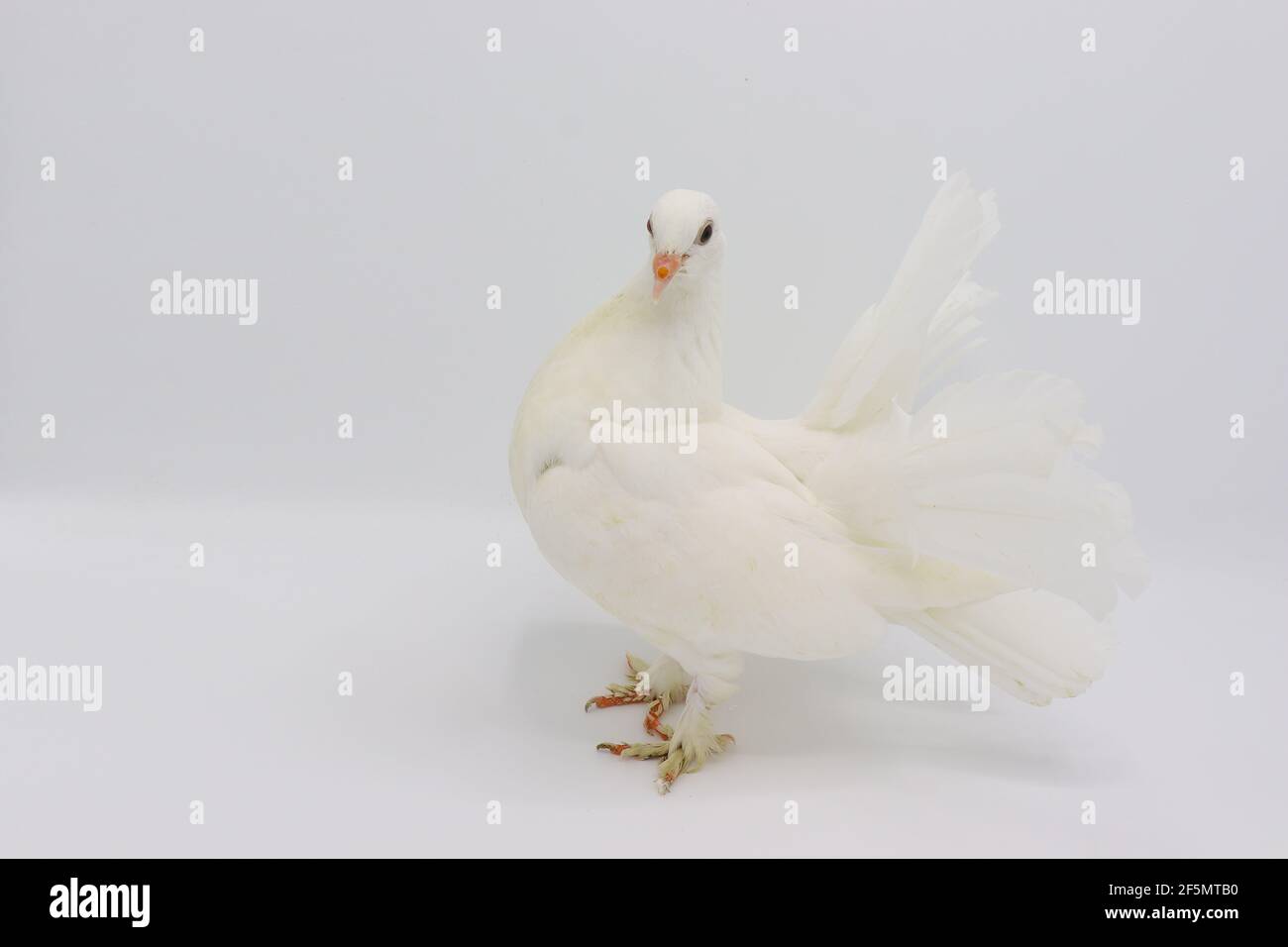 English Fantail pigeon, beautiful white pigeon isolated on white ...